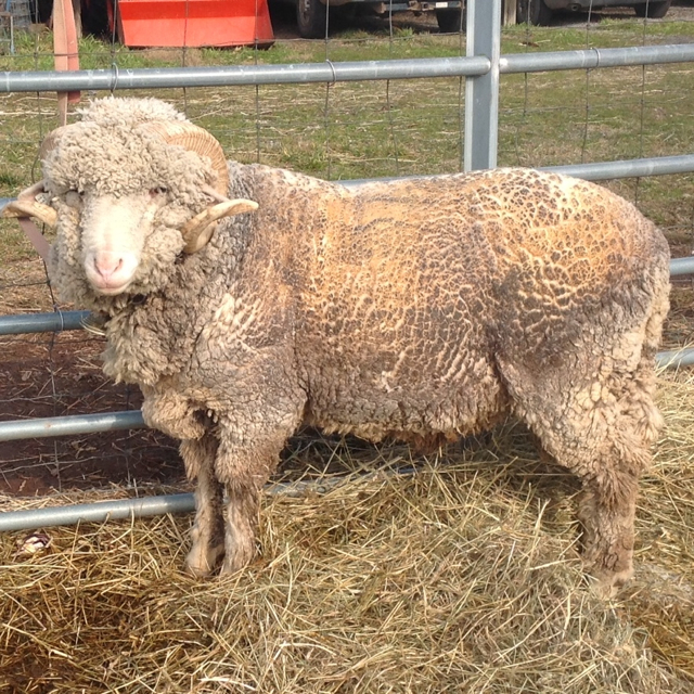 Black Sheep Farm © 2021. All Rights Reserved.