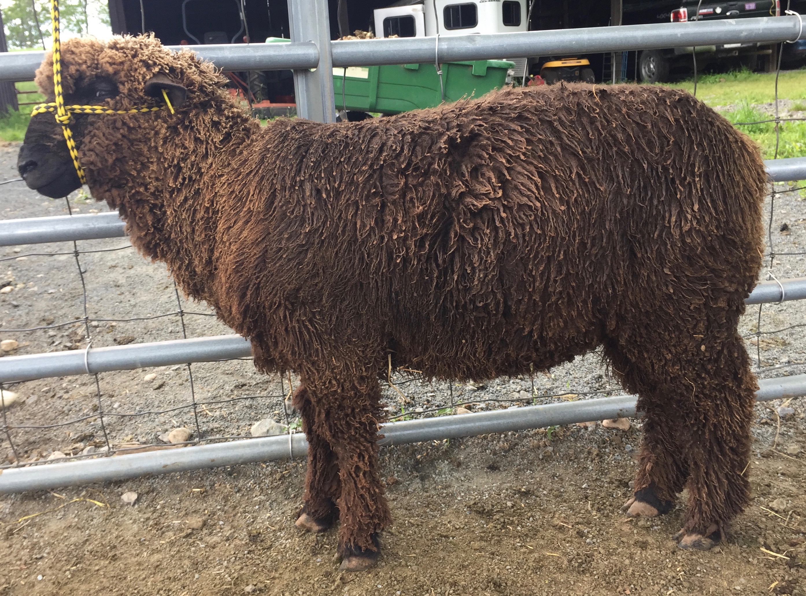 Merino breeding stock for sale