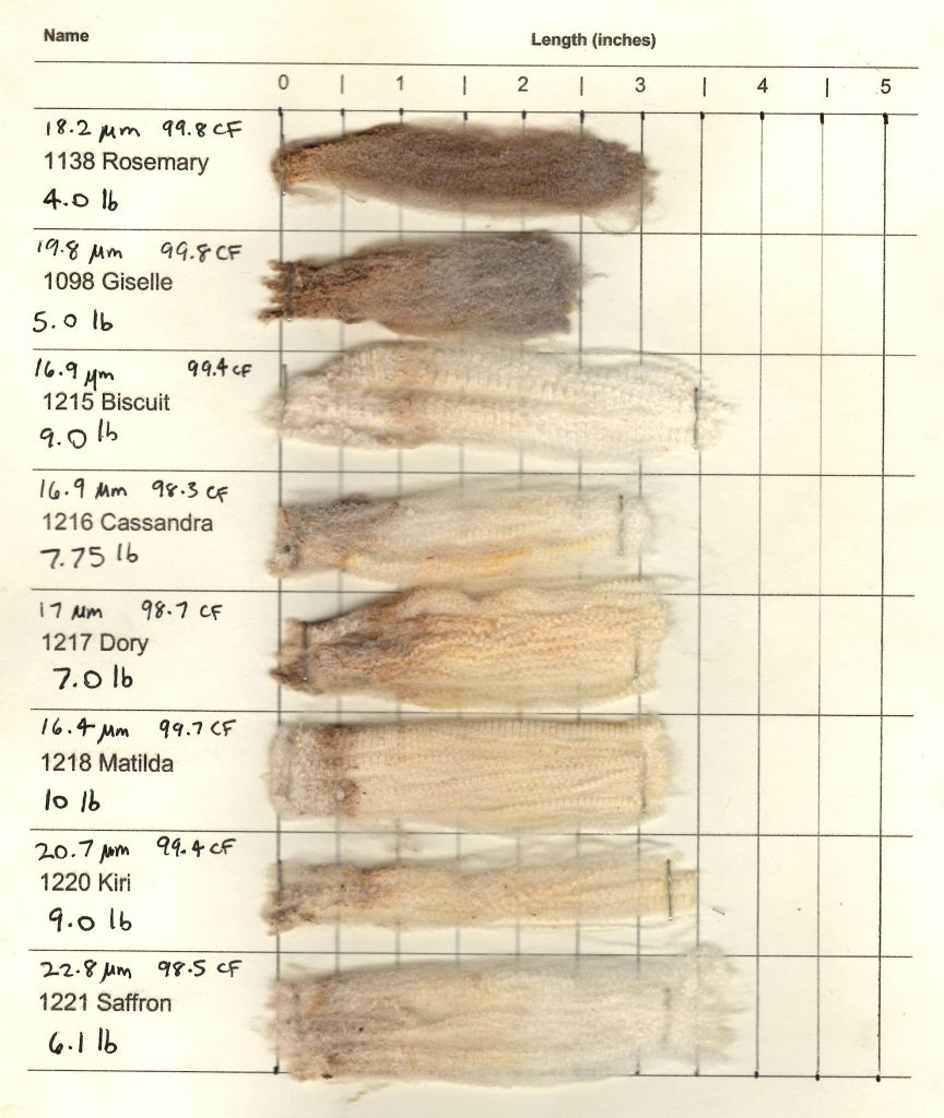 Merino fleeces, white and natural colored, micron tested