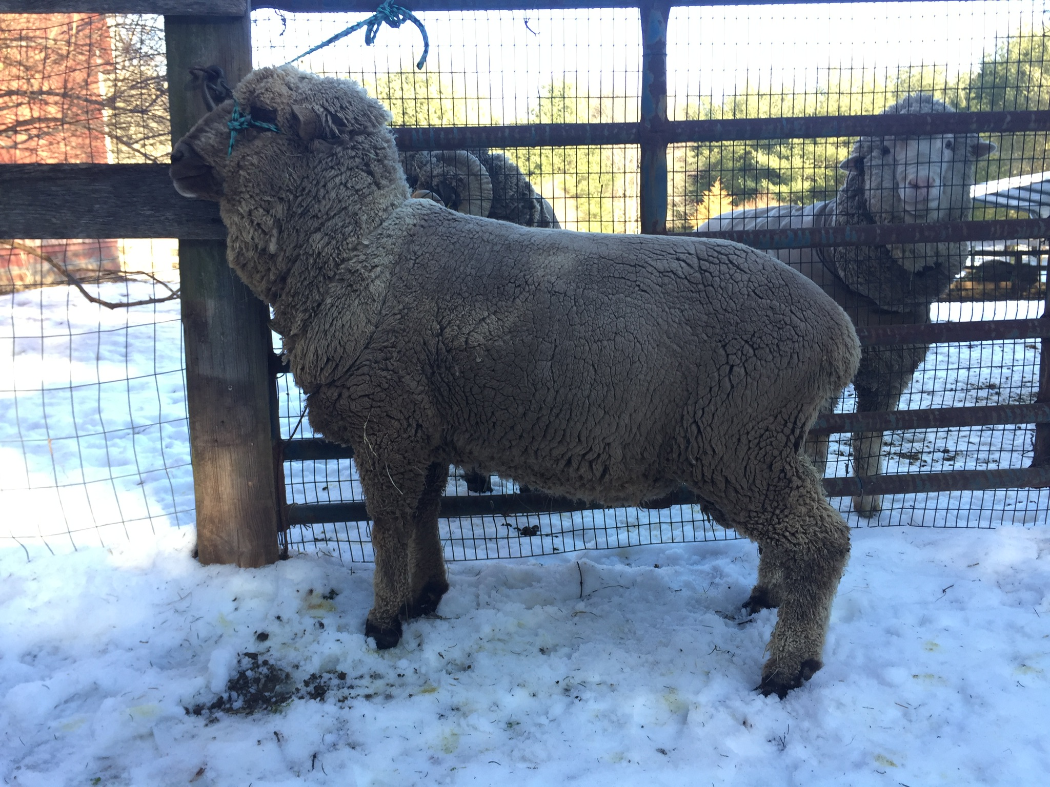 Ram #1366, DoB 10/8/2018.